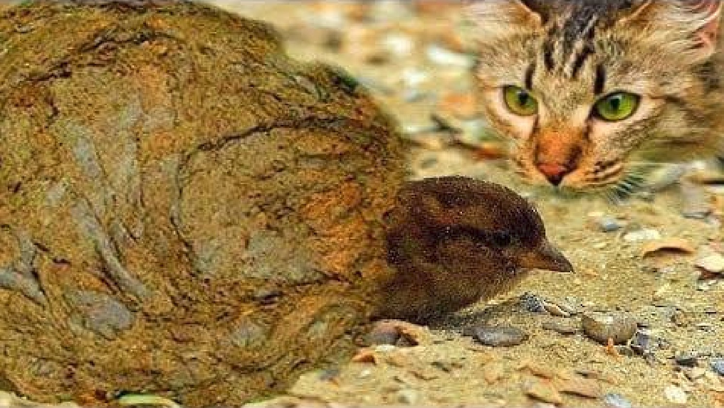 TRIẾT LÝ CON CHIM VÀ BÃI CỨT - Lemo's linkebook